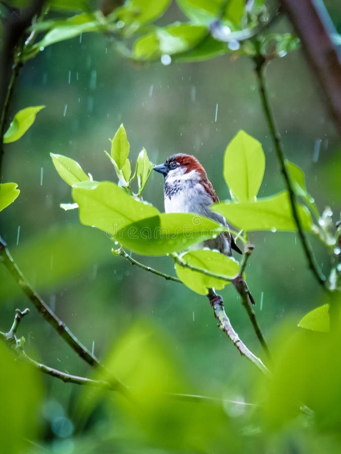 Tree Sparrow Perched Branch Rain Blurred Background Stock Photos - Free ...