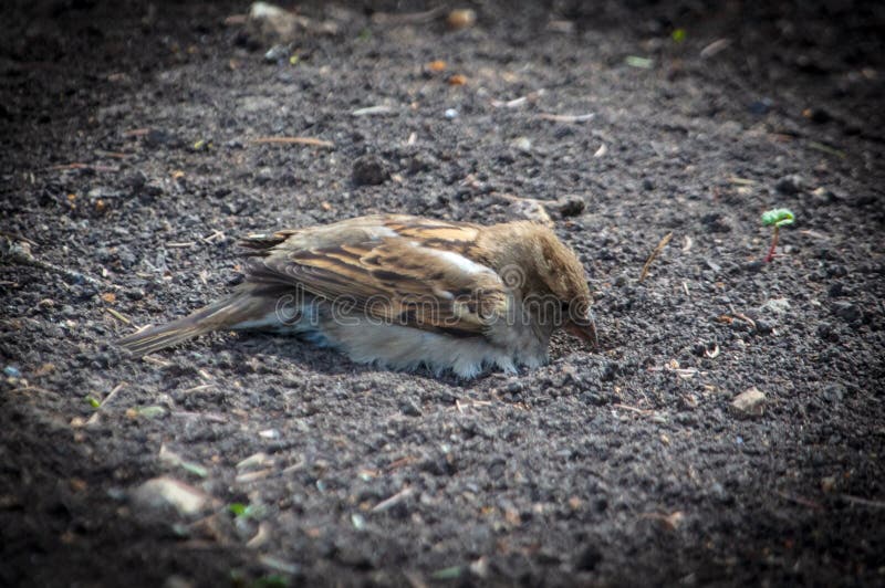 Sparrow Playing in the Ground in Nature Stock Image - Image of sparrow ...