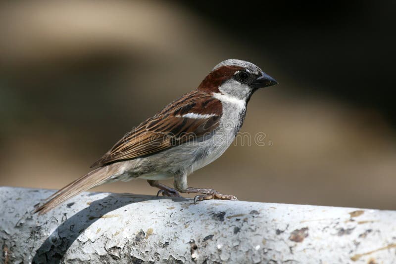 Sparrow stock image. Image of wildlife, wing, bird, beak - 56382397