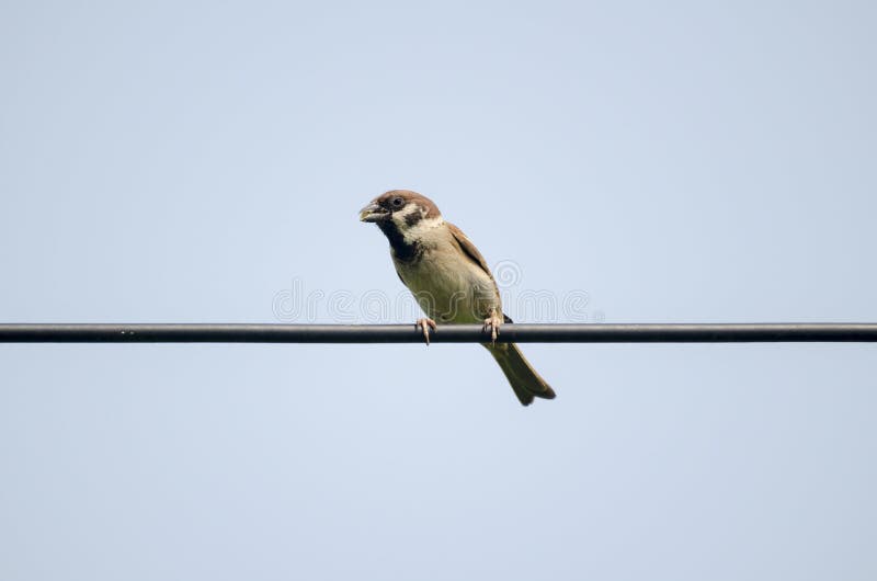 Sparrow on power lines stock image. Image of magpie, blackground - 68887961