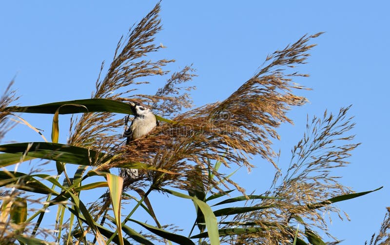 Sparrow on the Reed Against the Blue Sky. Shallow Depth of Field Stock ...