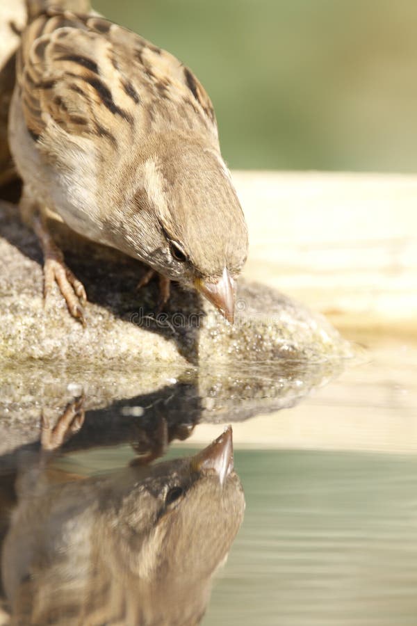 Sparrow Reflection Drinking Portrait Stock Photo - Image of edge, park: 101394260
