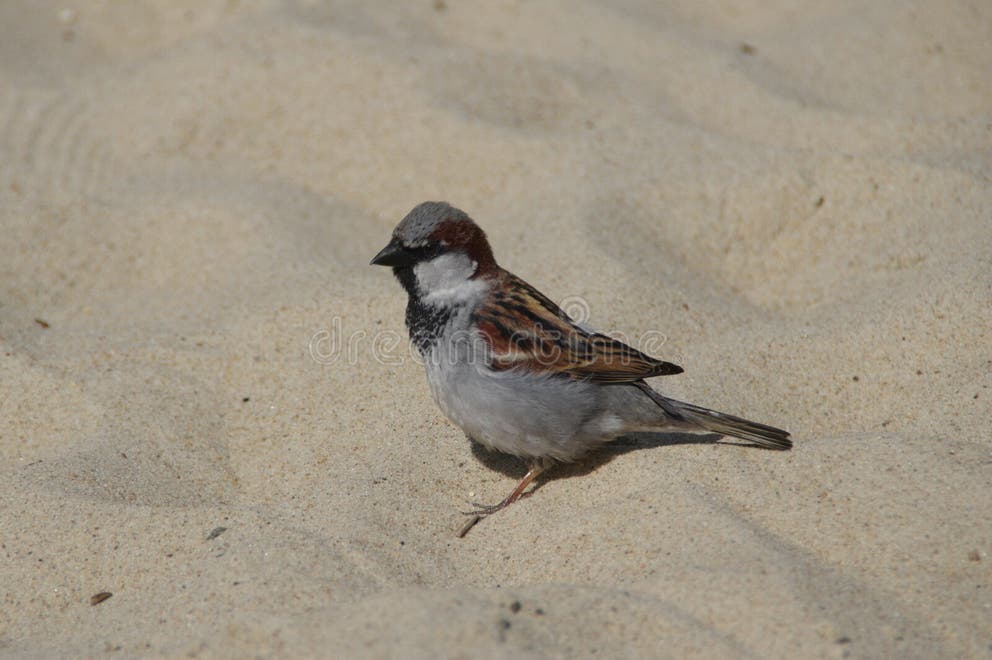 Sparrow on sand stock photo. Image of house, wild, domesticus - 92312248