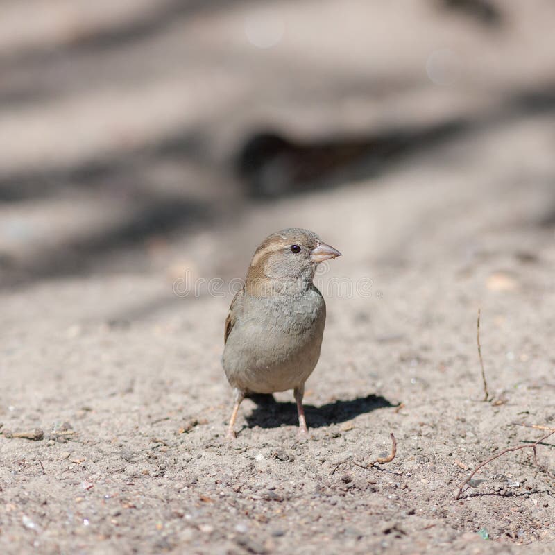 Sparrow on the sand stock photo. Image of ground, feather - 135419334