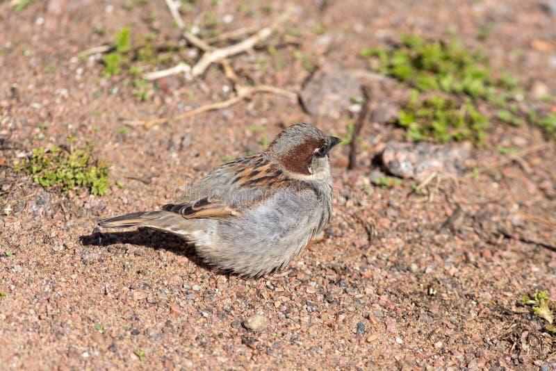 Sparrow on the sand stock image. Image of beauty, brown - 86972661