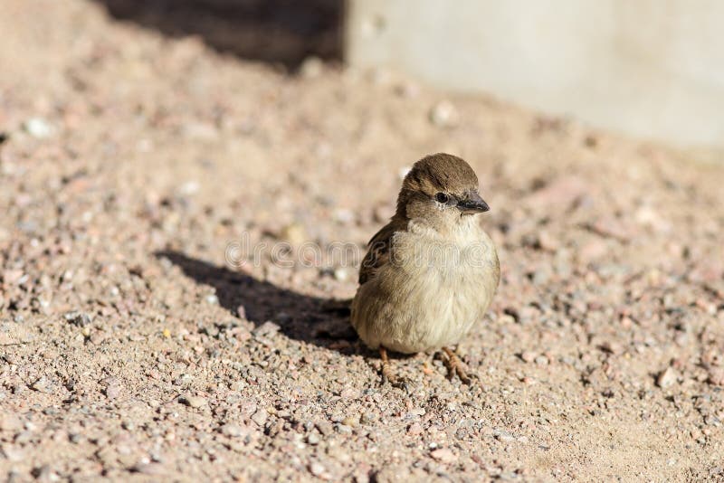Sparrow on the sand stock image. Image of feather, outdoors - 103218095