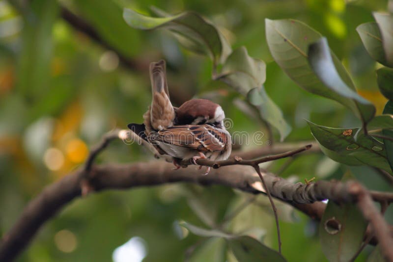 A Sparrow Scratching Its Back Stock Photo - Image of tree, nature ...