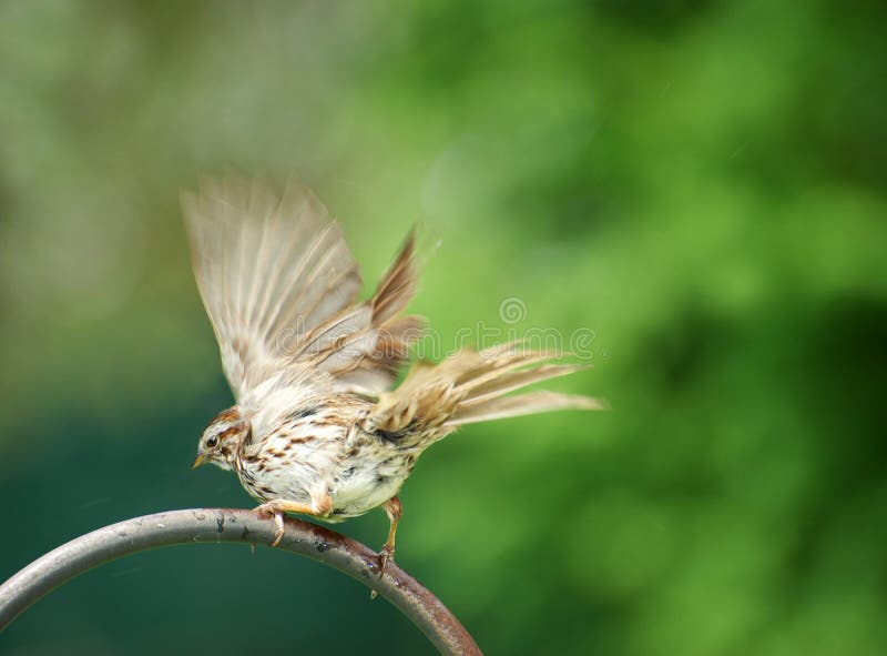 Sparrow taking a Dip stock image. Image of shallow, adaptation - 8137543