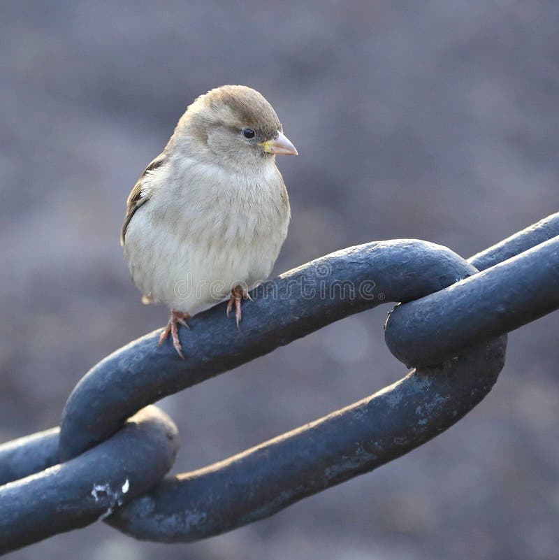 Sparrow Sits on the Link of a Large Cast Iron Chain Stock Image - Image ...