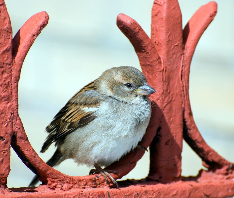 Dissected Bird With Skeleton Stock Image - Image of feathers, closeup ...