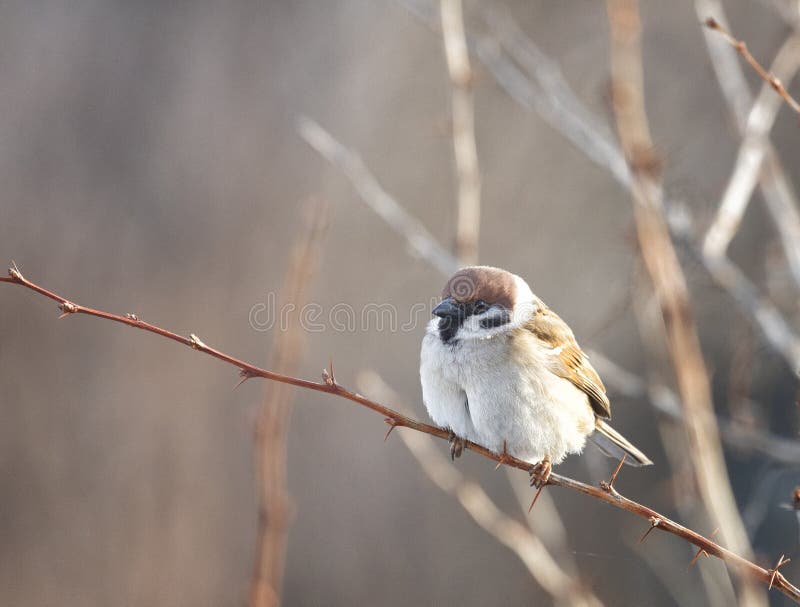 A Sparrow Sits on a Tree Branch on Spring Day Stock Image - Image of ...