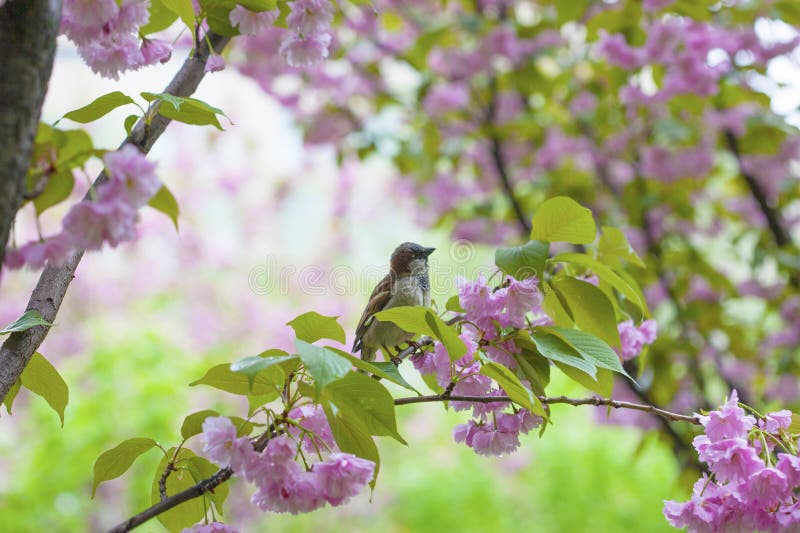 Sparrow on a Blossoming Branch in Spring. Stock Image - Image of beauty ...