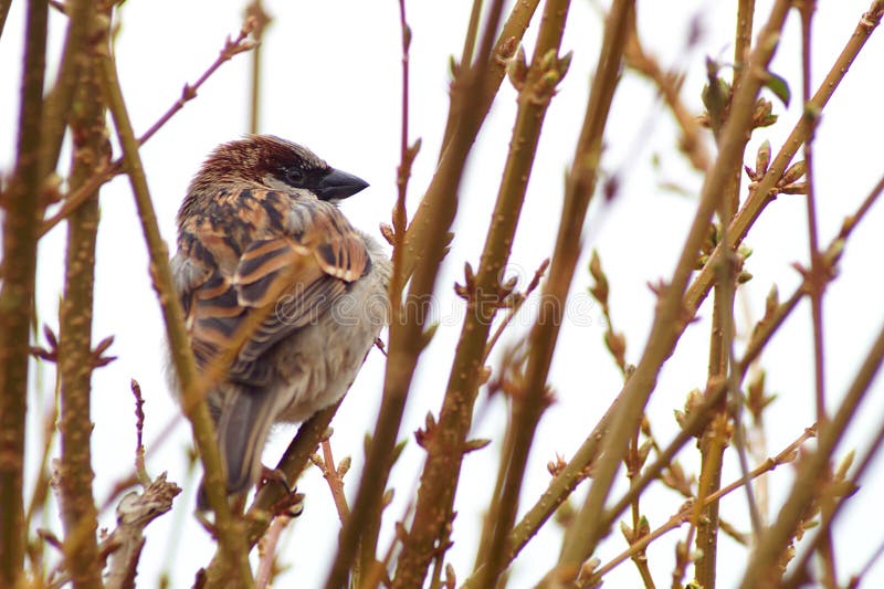 Sparrow sitting on a Bench stock photo. Image of closeup - 133417784