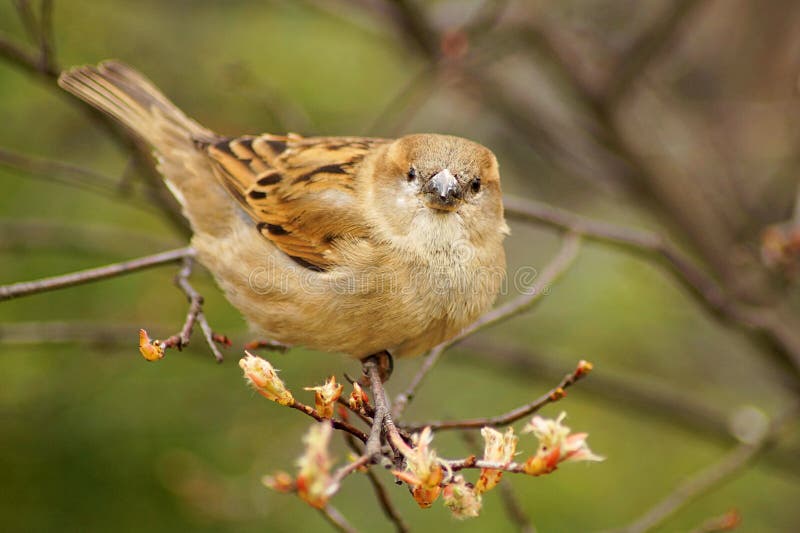 Sparrow sitting on a Bench stock image. Image of bird - 133721727