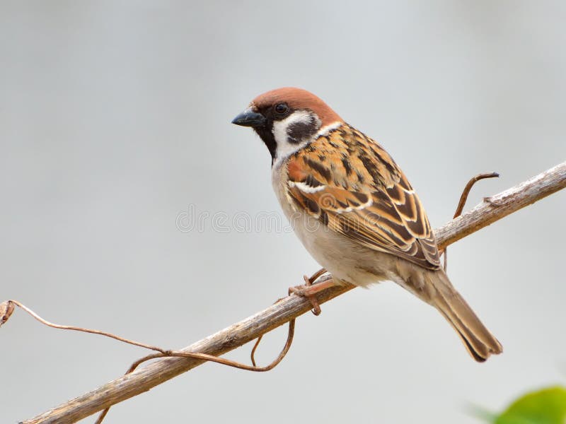 Sparrow Sitting on a Branch Stock Image - Image of immature, posture ...