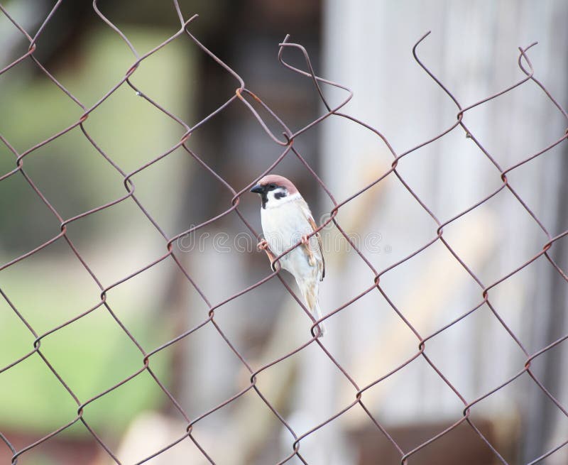 Sparrow Sitting on a Chain Link, Close-up Stock Image - Image of ...