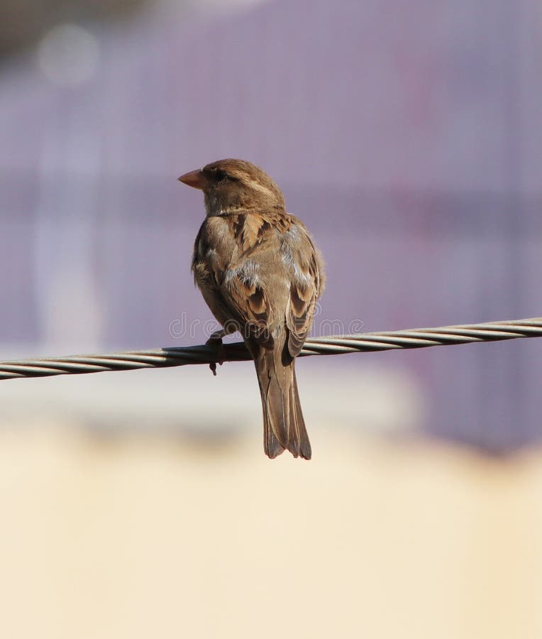 Sparrow Sitting on Electric Cable and Watching One Side Stock Image ...