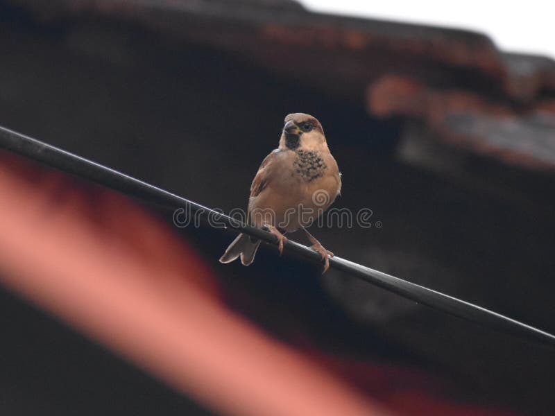 A Sparrow Sitting on the Electrical Wire Stock Image - Image of wing ...