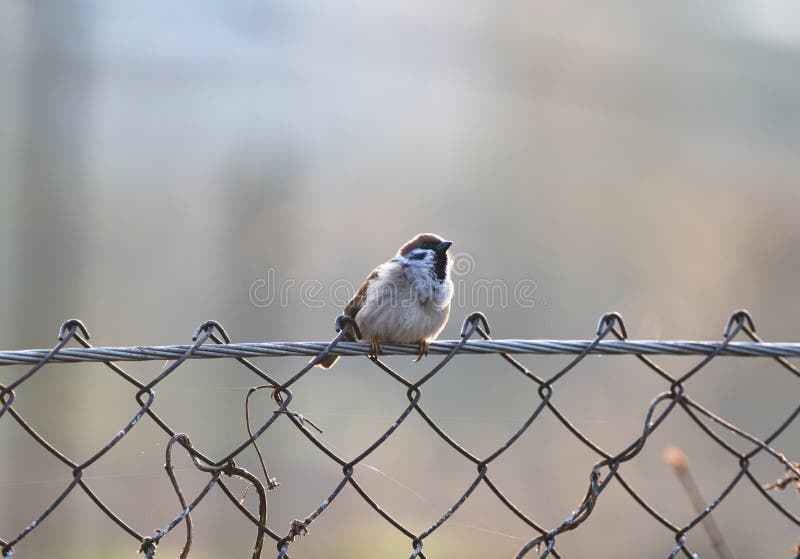 Sparrow Sitting on the Fence Stock Image - Image of sparrow, passer ...