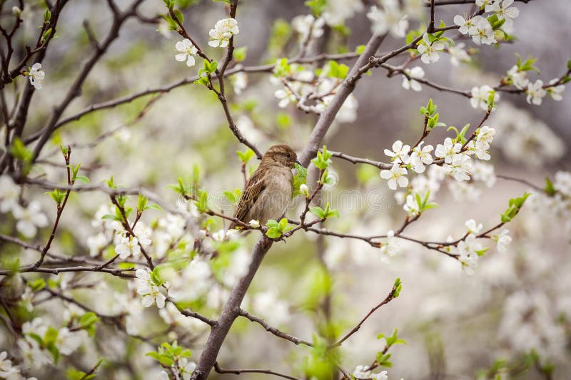 Sparrow Sitting on a Flowering Tree, Sparrow in the Spring Gard Stock ...