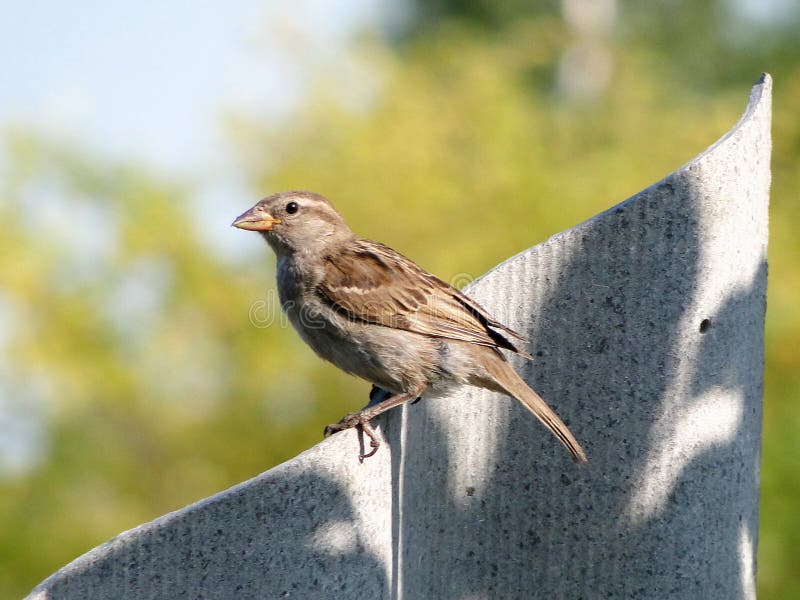 Sparrow stock photo. Image of perch, sparrow, tail, black - 65130954