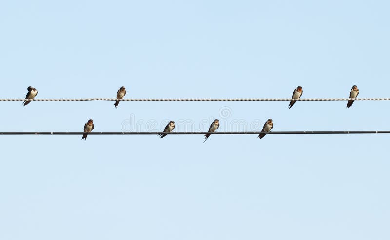 Sparrow Sitting on the Power Cable Stock Photo - Image of group, birds ...