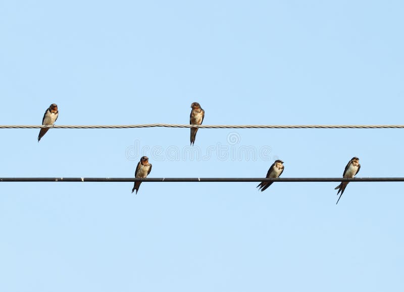 Sparrow Sitting on the Power Cable Stock Image - Image of line, flying ...