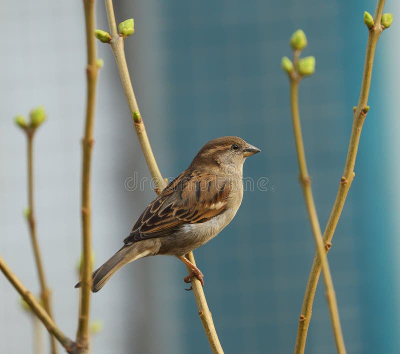 Sparrow is Sitting on a Spring Branch of a Tree with Unopened Buds ...