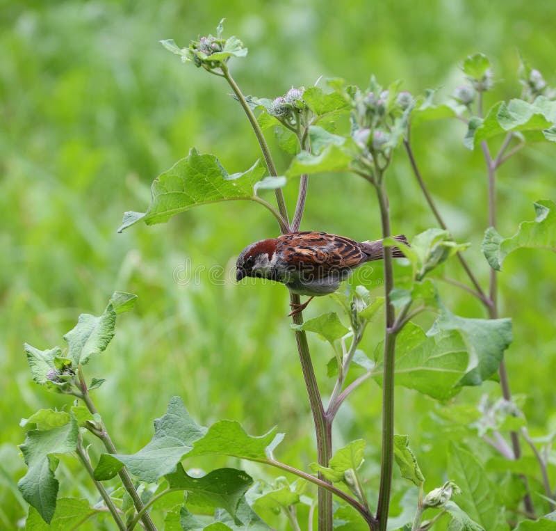 Sparrow is Sitting on a Thistle Stalk Stock Image - Image of wild ...