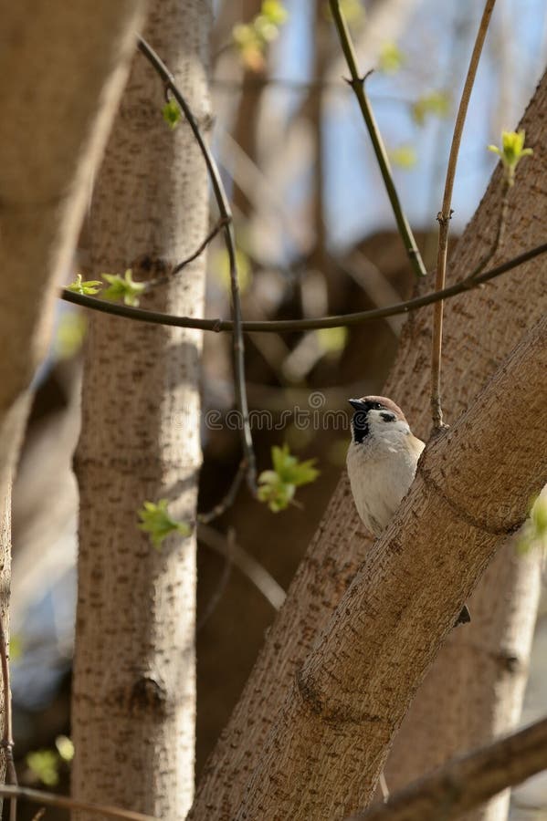 Sparrow Sitting on a Tree Branch on a Spring Day Stock Photo - Image of ...