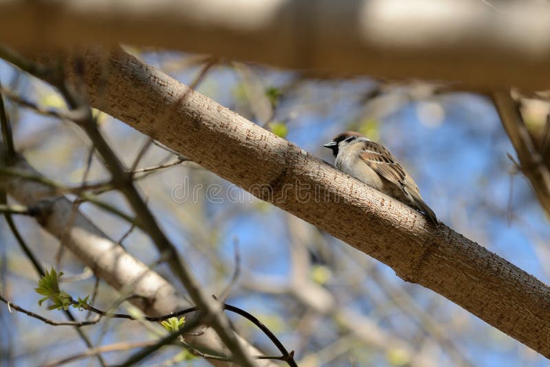 Sparrow Sitting on a Tree Branch on a Spring Day Stock Image - Image of ...