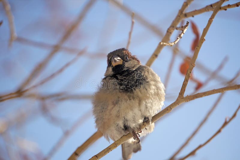 Sparrow stock photo. Image of small, blue, frozen, winged - 53102478