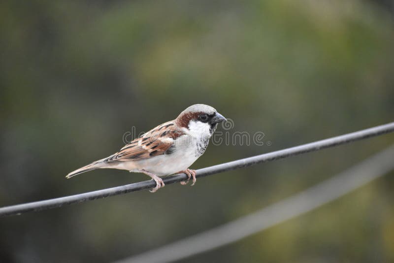 Sparrow sitting on wire stock photo. Image of bird, sitting - 200368086