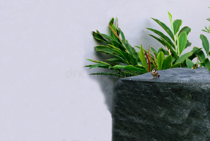 Sparrow stock image. Image of bird, beak, passerine, stubby - 77028459