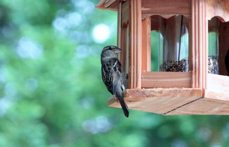 Sparrow with a smile stock photo. Image of blur, young - 55485890