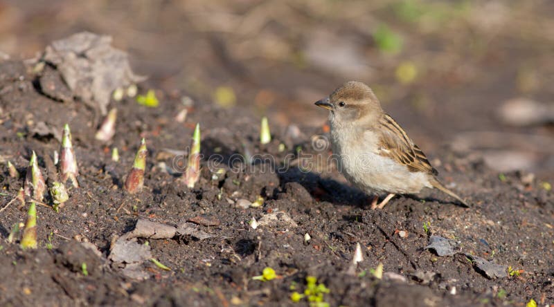 Sparrow in spring stock image. Image of life, spring - 24763185