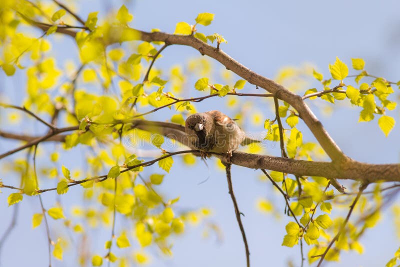 Sparrow in spring stock photo. Image of animals, tree - 70816466