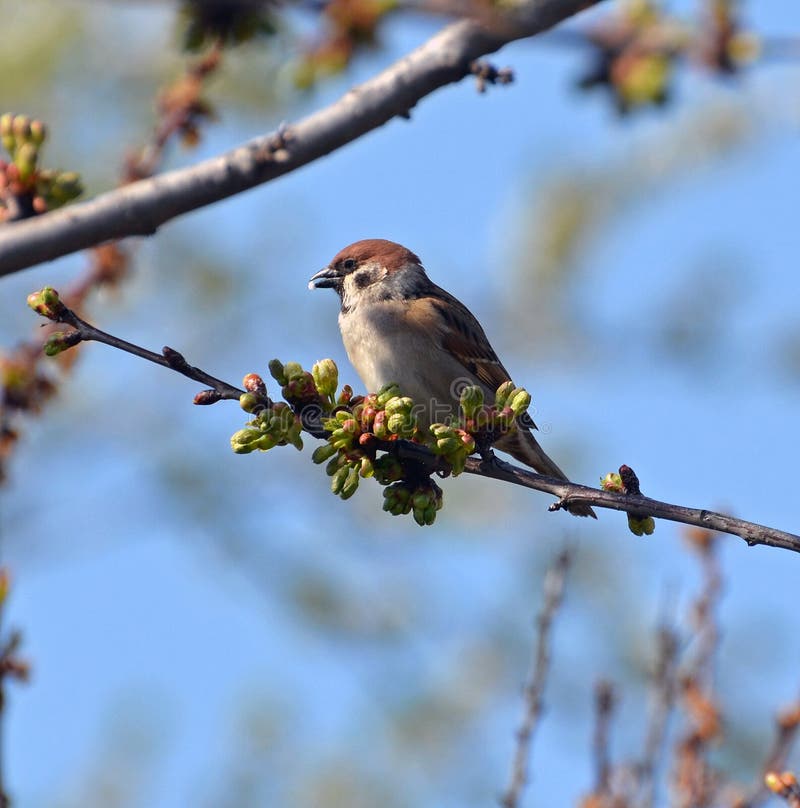 Sparrow on a spring branch stock photo. Image of close - 69251570
