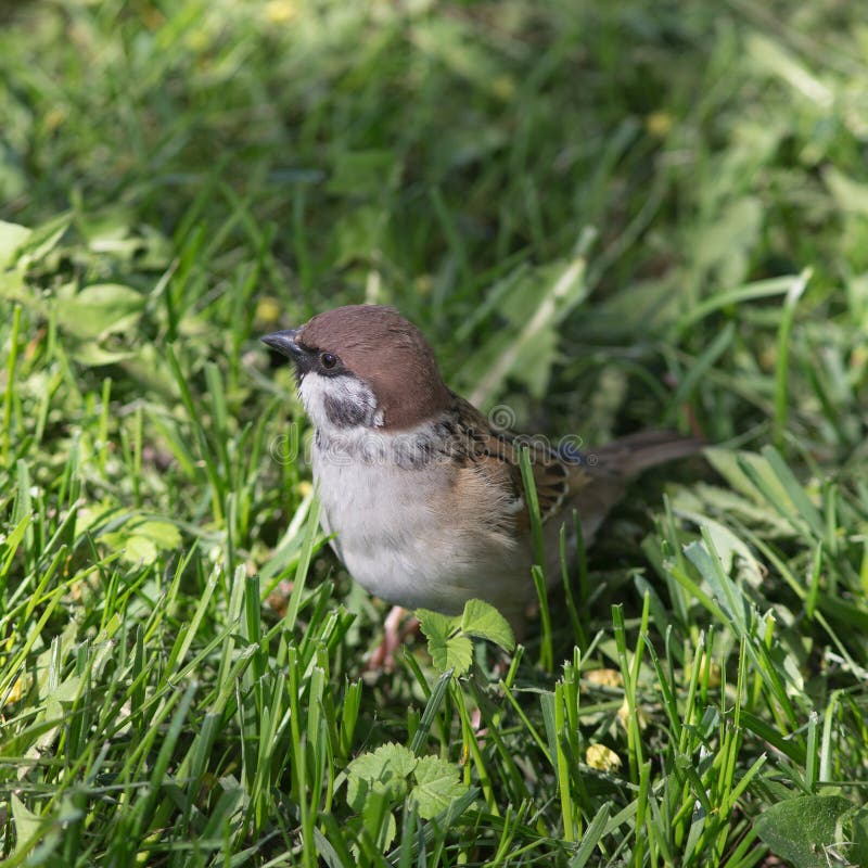 Sparrow in spring grass stock image. Image of outdoors - 54969497