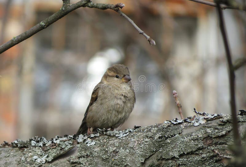Sparrow in spring season stock photo. Image of outdoors - 212707342
