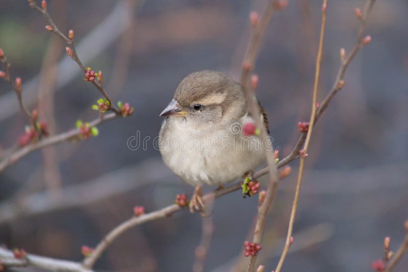 Sparrow in spring stock image. Image of tree, female - 68847553