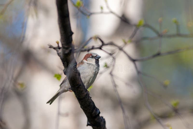 Sparrow on a spring tree stock image. Image of tree - 113825559