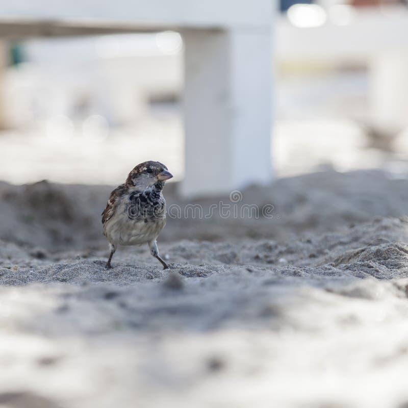 Sparrow Stand Beach Sand Stock Photos - Free & Royalty-Free Stock ...