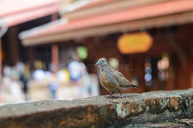 Sparrow stand stock image. Image of outside, stand, outdoors - 89861669