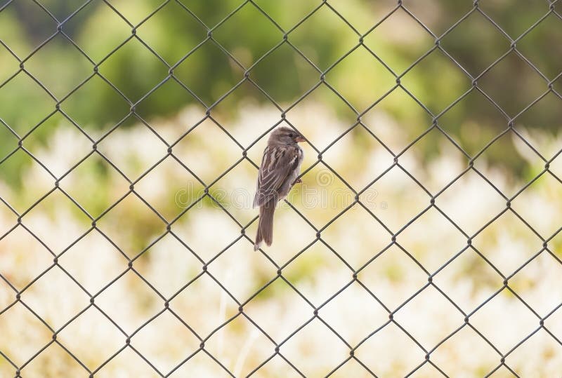 Sparrow Standing on Chainlink Fence Stock Image - Image of looking ...