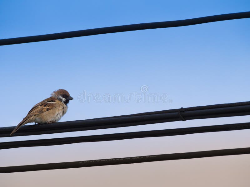 Sparrow Standing on Fur on the Line Stock Photo - Image of black ...