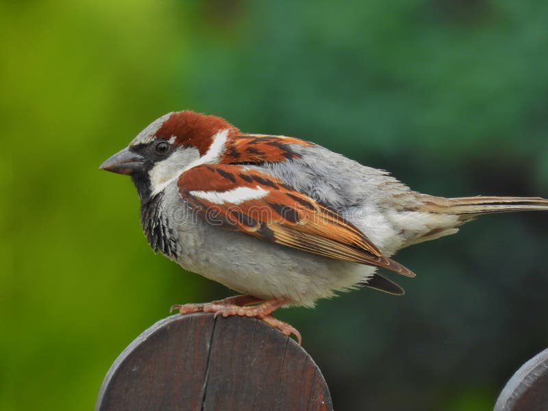 Sparrow stock image. Image of wildlife, green, feather - 74507895