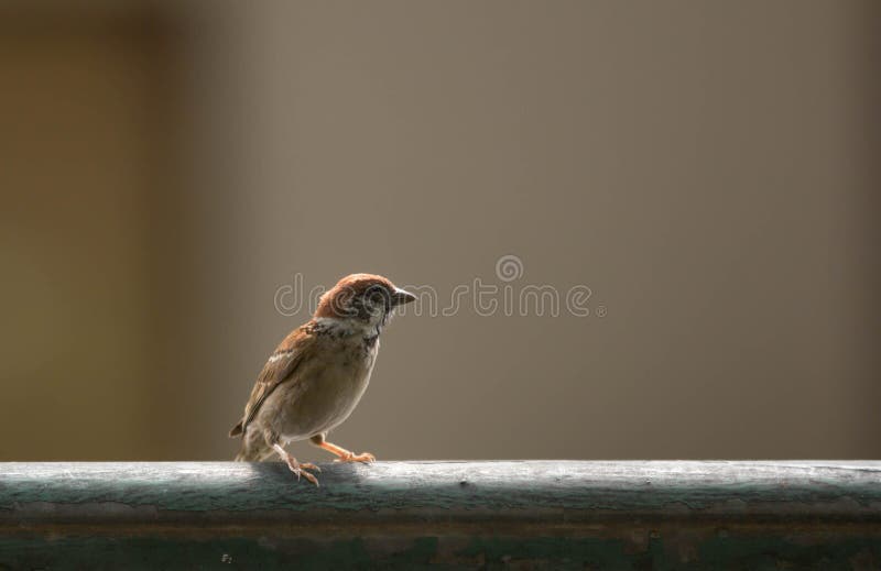 The sparrow stock image. Image of stand, natural, wing - 113198423