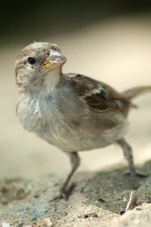 Sparrow stock image. Image of hungry, animal, sparrow - 33730047