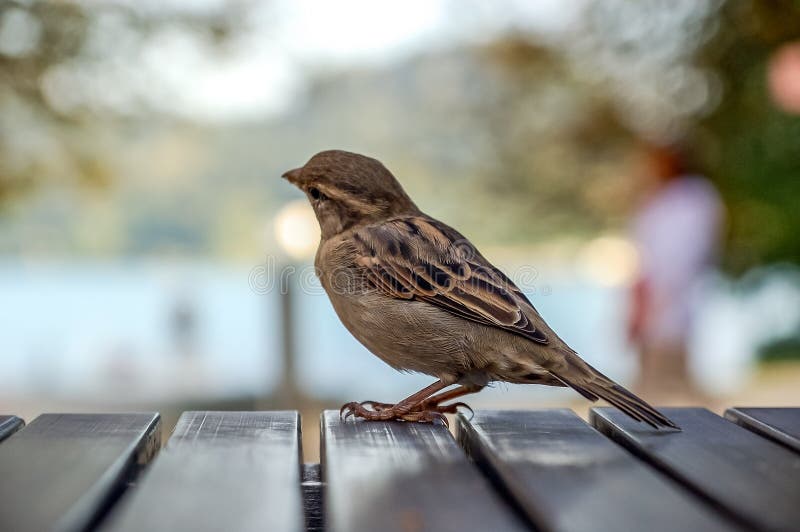 Sparrow stock photo. Image of standing, alone, vertebrate - 54030340